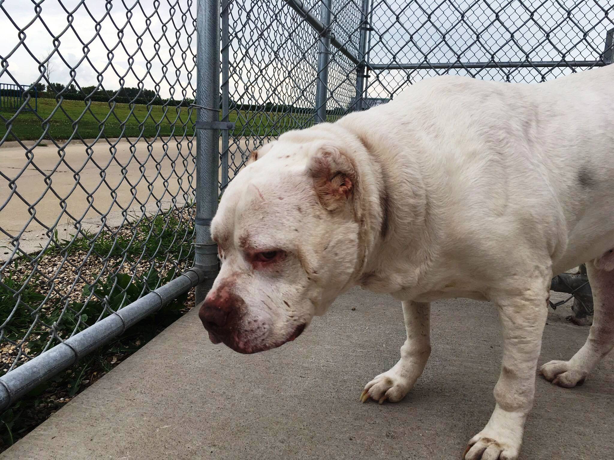 He’s a lover, not a fighter: rehabilitated fight dog hopes for new home ...
