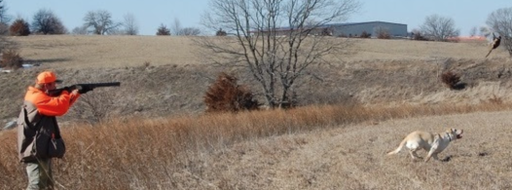 Iowa pheasant population survey begins Aug. 1 - NorthIowaToday.com