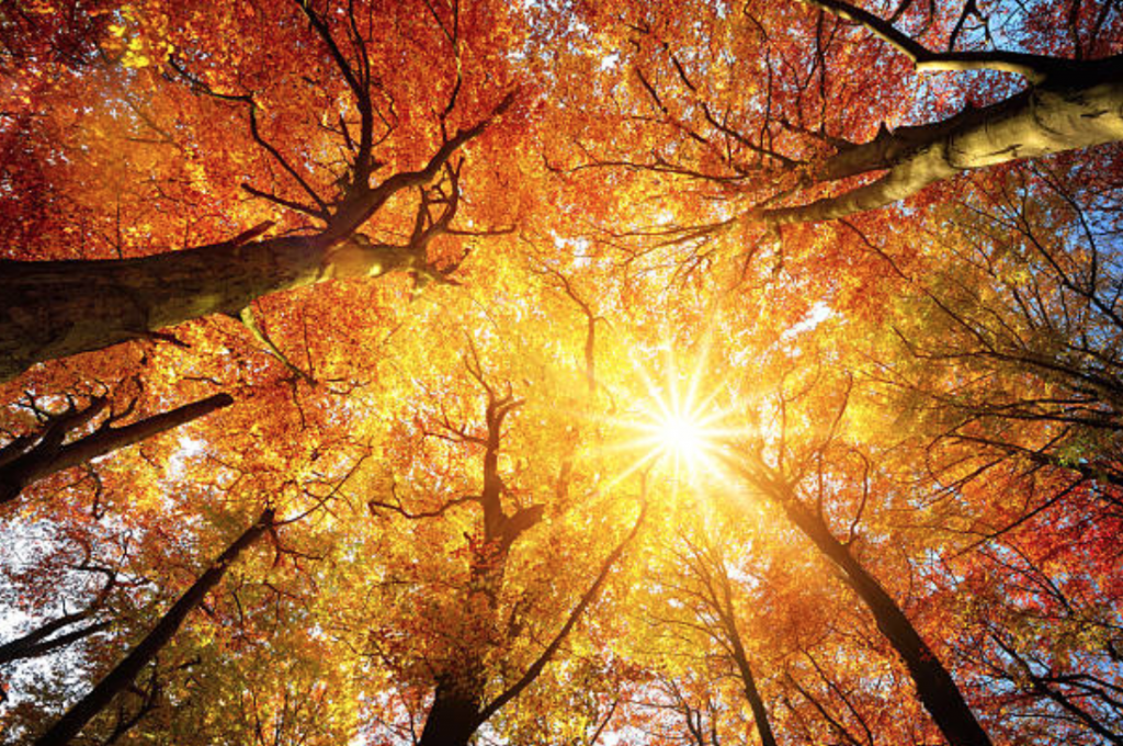 Top three ways to handle fall leaves - NorthIowaToday.com