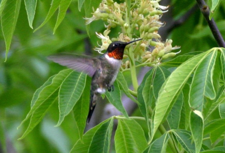 Small but mighty hummingbirds will soon be back in North Iowa ...