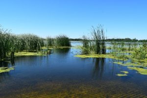 DNR: Little Swan Lake restoration is a true success story ...
