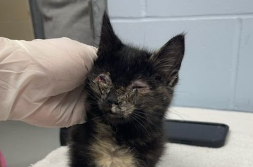 Dozens of cats rescued from Iowa apartment held in horrid conditions ...