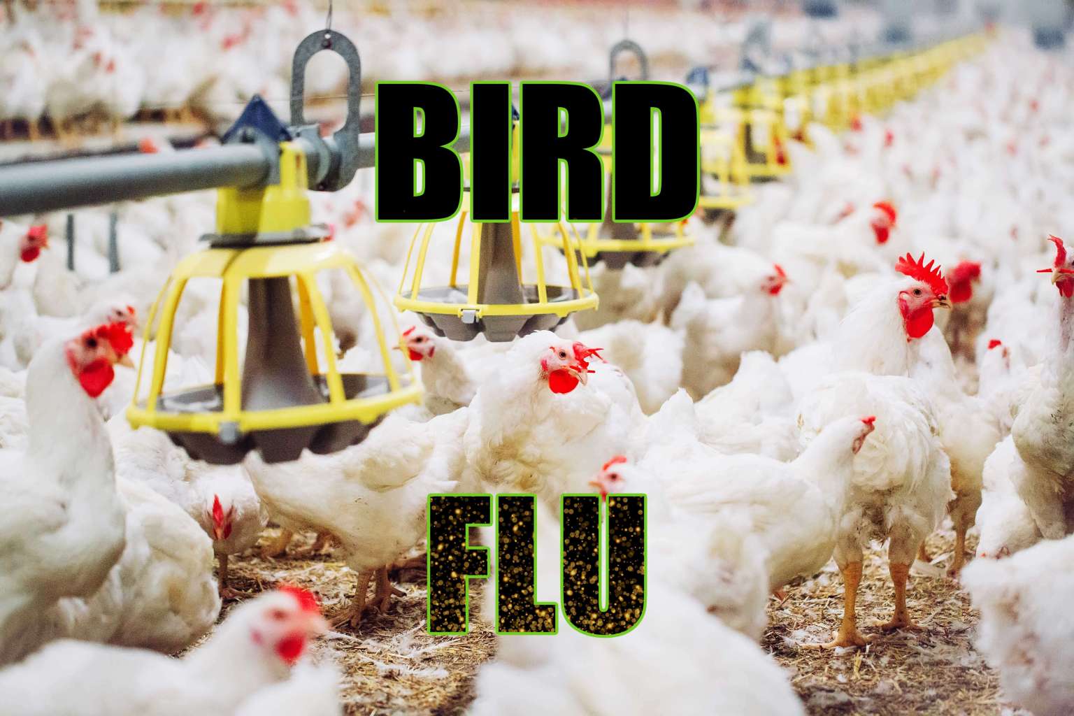Kim Reynolds declares disaster for Northern Iowa after more bird flu ...
