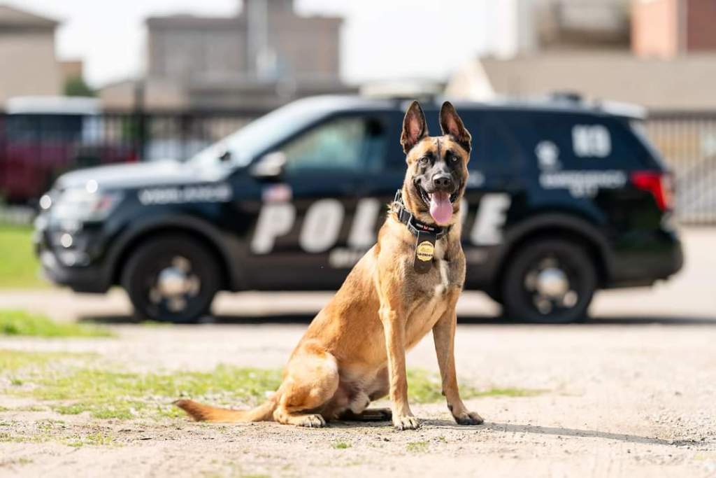 Waterloo Police Department’s K9 Mako to get donation of body armor ...