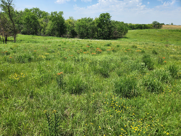 Mix of short and tallgrass prairie increases species diversity at ...