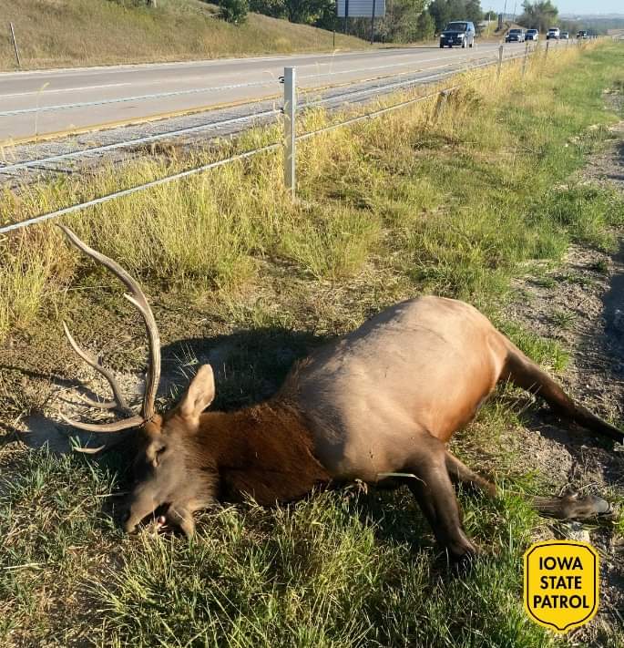 Bull Elk killed by driver in Iowa - NorthIowaToday.com