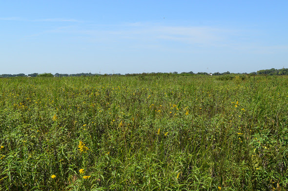 Iowa’s Doolittle Prairie is one of the most diverse places in the state ...