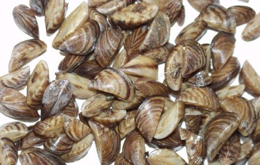 Large Iowa lake infested with zebra mussels, authorities say ...