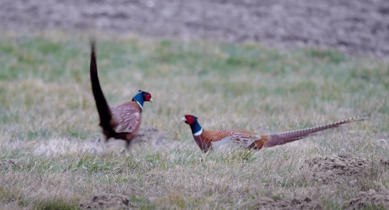 Pheasant hunting is a Thanksgiving tradition in Iowa, DNR says ...