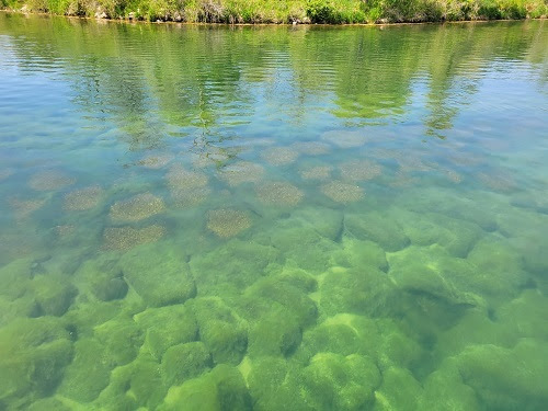 Bluegills are biting in small ponds and lakes across Iowa ...
