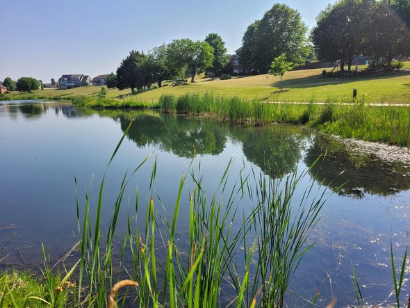 Aquatic plants are crucial to sustain Iowa's vibrant ecosystems ...